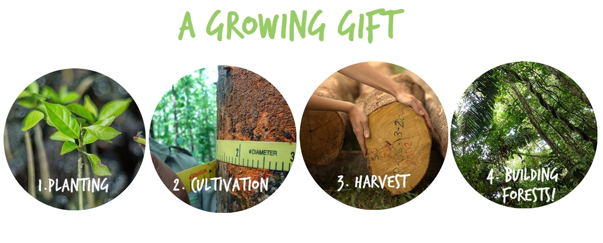 GiftTree | ForestFinance